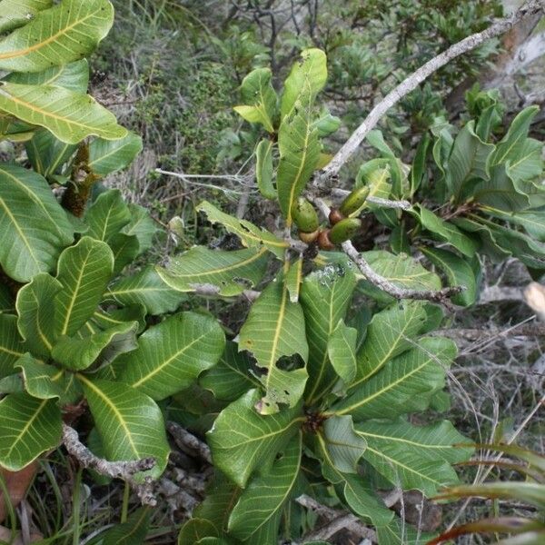 Semecarpus Virotii Plant Care & How to Grow, Water