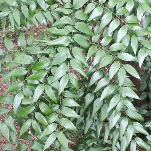 Bridal Creeper (Semele Androgyna) Plant Care & How to Grow, Water