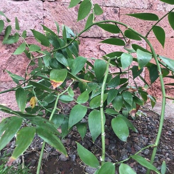 Semele Gayae Plant Care & How to Grow, Water