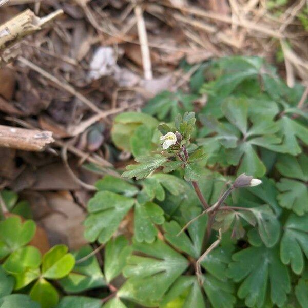 Muskroot Semiaquilegia (Semiaquilegia Adoxoides) Plant Care & How to ...