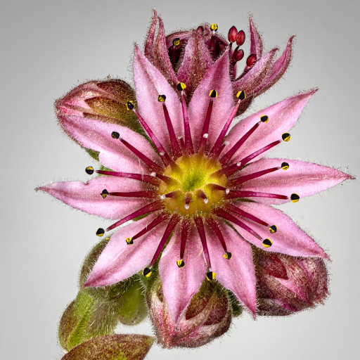 Cobweb Hens And Chicks (Sempervivum Arachnoideum) Plant Care & How to ...