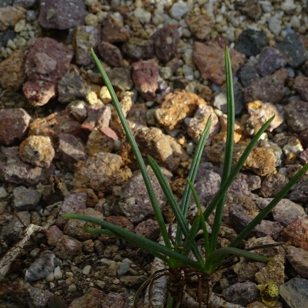 Cluster Fingers (Senecio Acaulis) Care Guide: Water, Soil & Propagation ...