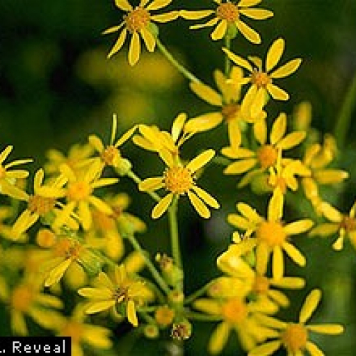Texas Ragwort (Senecio Ampullaceus) Plant Care & How to Grow, Water