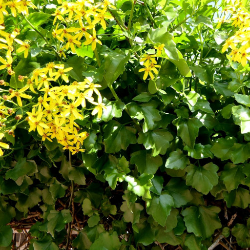 Creeping Groundsel (Senecio Angulatus) Care Guide: Water, Soil ...
