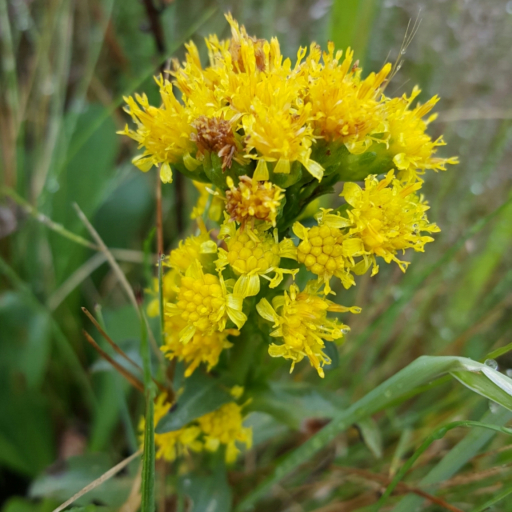 Rayless Ragwort (Senecio Aronicoides) Plant Care & How to Grow, Water