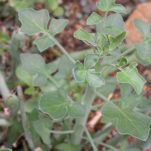 Candle (Senecio Articulatus) Plant Care & How to Grow, Water