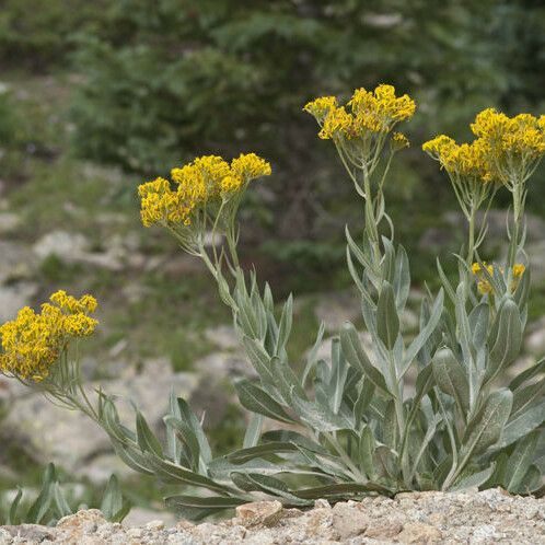 Tall Blacktip Ragwort (Senecio Atratus) Plant Care & How to Grow, Water