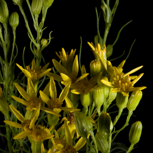 Blochman's Ragwort (Senecio Blochmaniae) Care Guide: Water, Soil ...