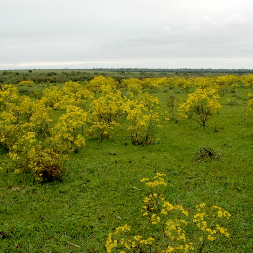 Daisy (Senecio Brasiliensis) Plant Care & How to Grow, Water