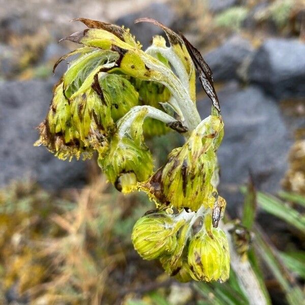 Senecio Comosus Plant Care & How to Grow, Water