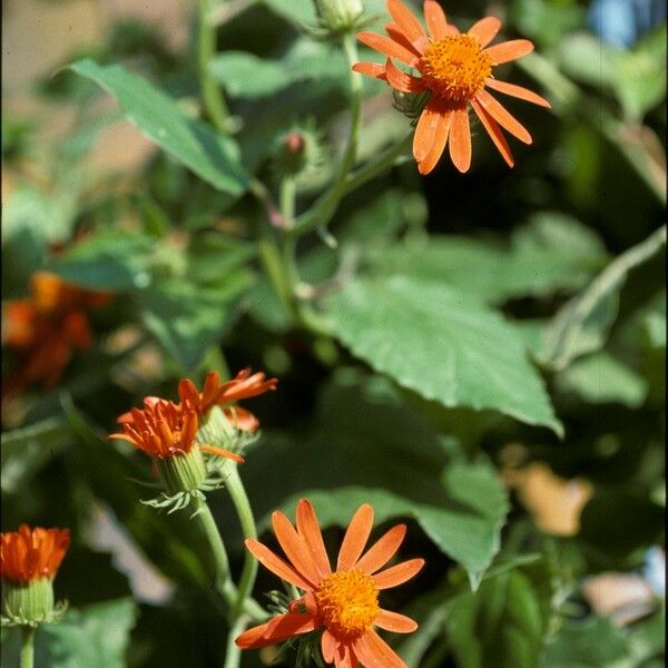 Cape-Ivy (Senecio Confusus) Plant Care & How to Grow, Water