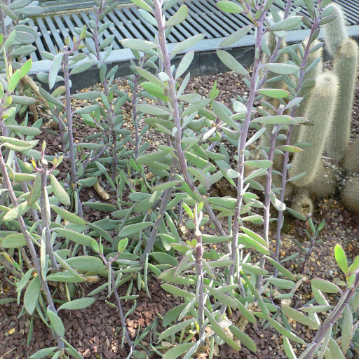 Vertical-Leaf (Senecio Crassissimus) Plant Care & How to Grow, Water