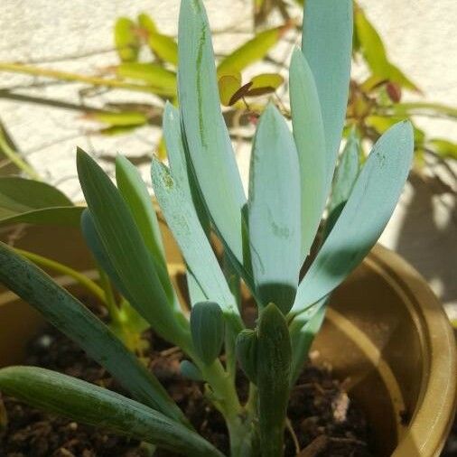 Blue Fingers (Senecio Crassulaefolius) Plant Care & How to Grow, Water
