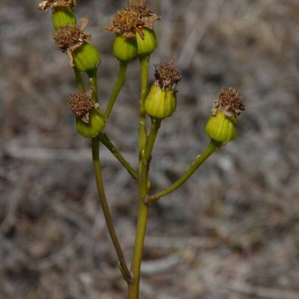 Senecio Decaryi Plant Care & How to Grow, Water