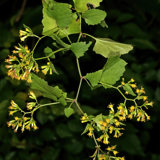 Canary Creeper (Senecio Deltoideus) Plant Care & How to Grow, Water