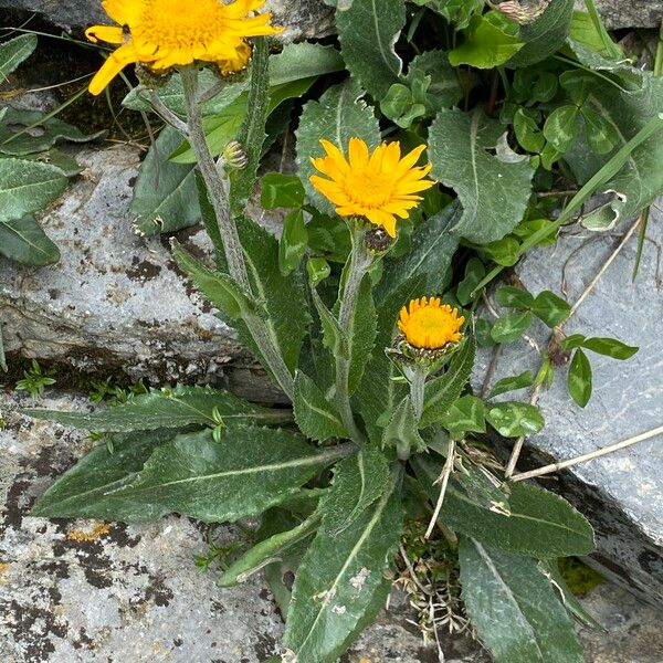 Chamois Ragwort (Senecio Doronicum) Plant Care & How to Grow, Water