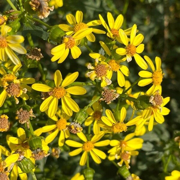 Desert Groundsel (Senecio Eremophilus) Plant Care & How to Grow, Water