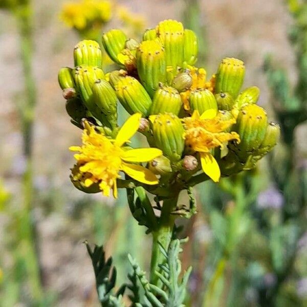 Senecio Eruciformis Care Guide: Water, Soil & Propagation - Plantiary