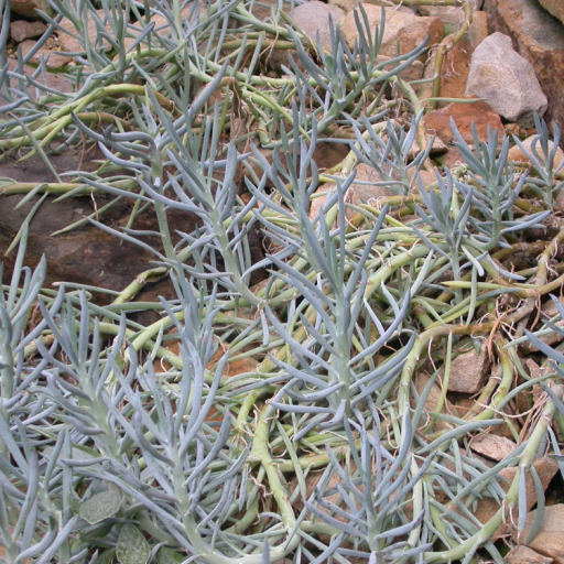 Senecio Ficoides Plant Care & How to Grow, Water