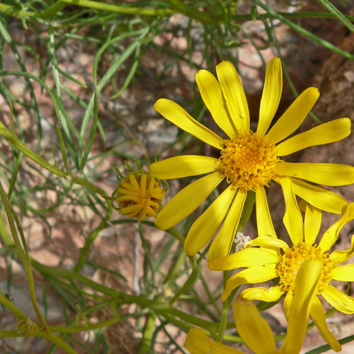 Threadleaf Ragwort (Senecio Flaccidus) Plant Care & How to Grow, Water