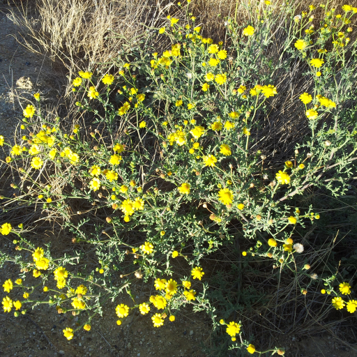 French Groundsel (Senecio Gallicus) Plant Care & How to Grow, Water