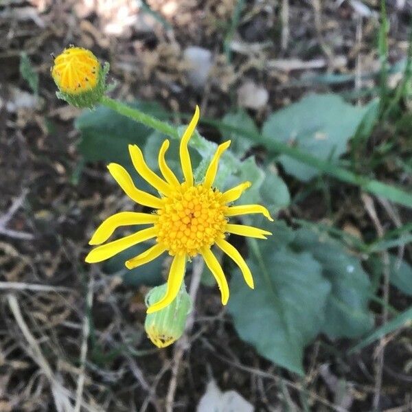 Senecio Gerardi Care Guide: Water, Soil & Propagation - Plantiary