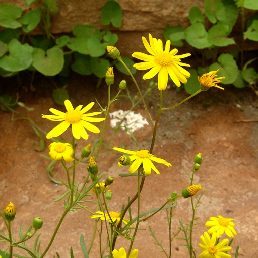 Buck's Horn Groundsel (Senecio Glaucus) Plant Care & How to Grow, Water