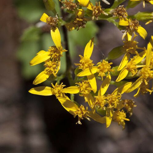 Senecio Hartwegii Care Guide: Water, Soil & Propagation - Plantiary