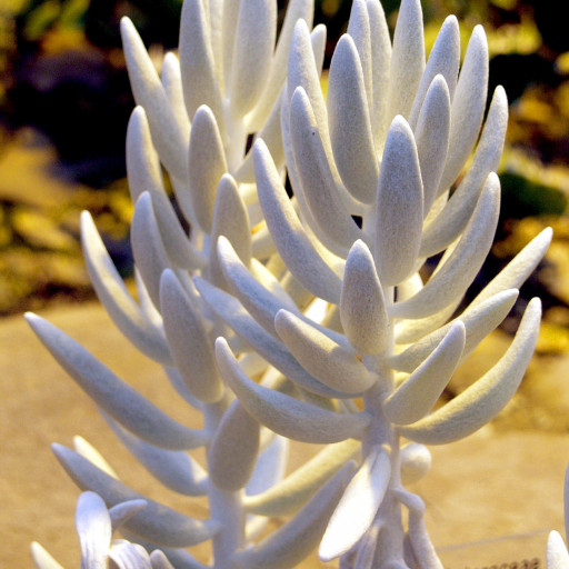 Woolly Senecio (Senecio Haworthii) Plant Care & How to Grow, Water