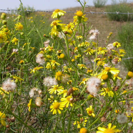Narrow-Leaved Ragwort (Senecio Inaequidens) Plant Care & How to Grow, Water