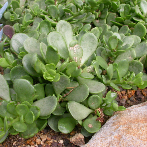 Senecio Jacobsenii Plant Care & How to Grow, Water