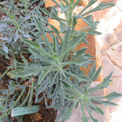Spearhead (Senecio Kleiniiformis) Plant Care & How to Grow, Water
