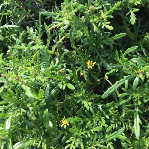 Senecio Lautus Plant Care & How to Grow, Water