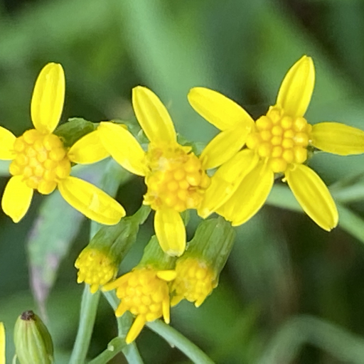 Fireweed Groundsel (Senecio Linearifolius) Plant Care & How to Grow, Water