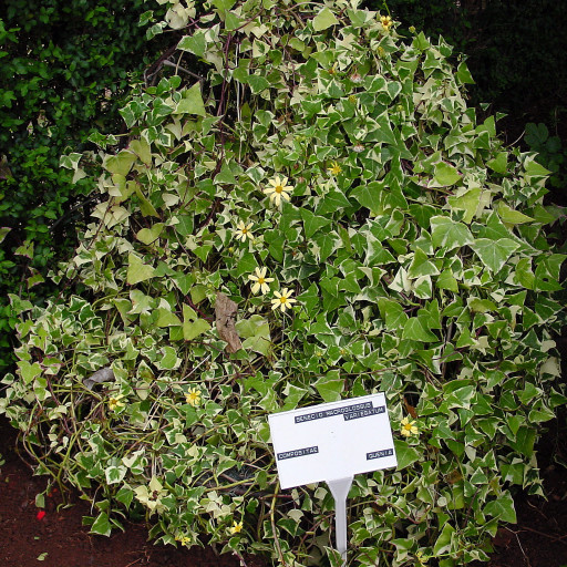 Wax Ivy (Senecio Macroglossus) Plant Care & How to Grow, Water