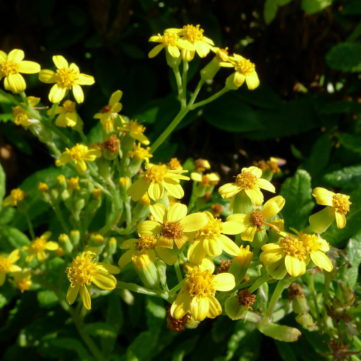 Madagascar Ragwort (Senecio Madagascariensis) Plant Care & How to Grow ...