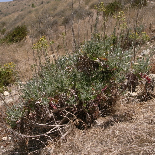 Dusty Miller (Senecio Maritimus) Plant Care & How to Grow, Water