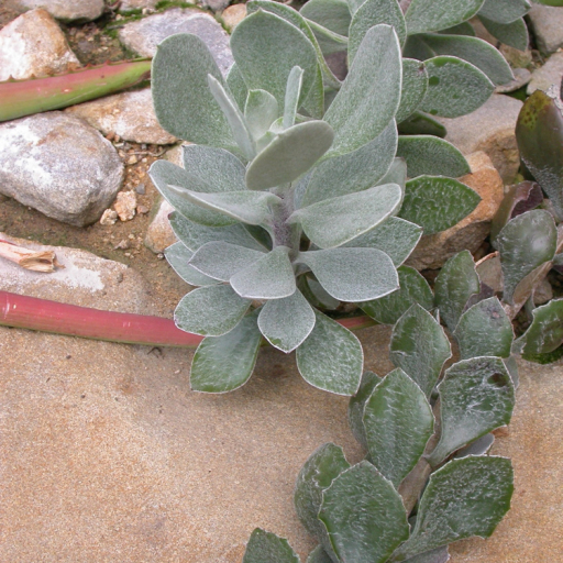 Senna Plant Care & How to Grow, Water