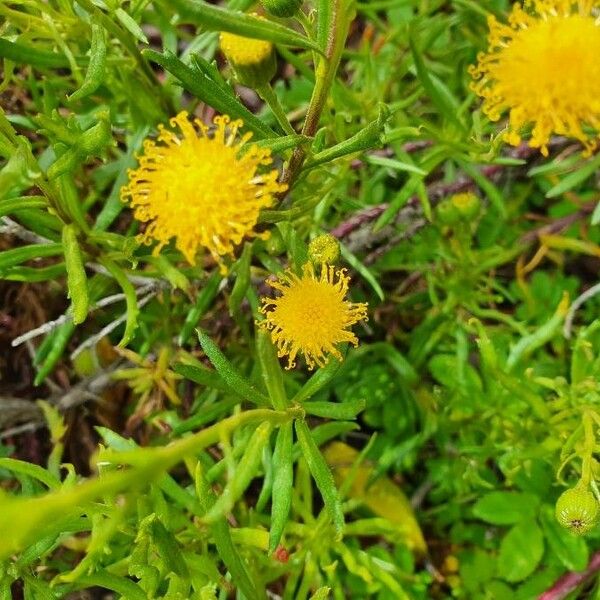 Senecio Miser Plant Care & How to Grow, Water