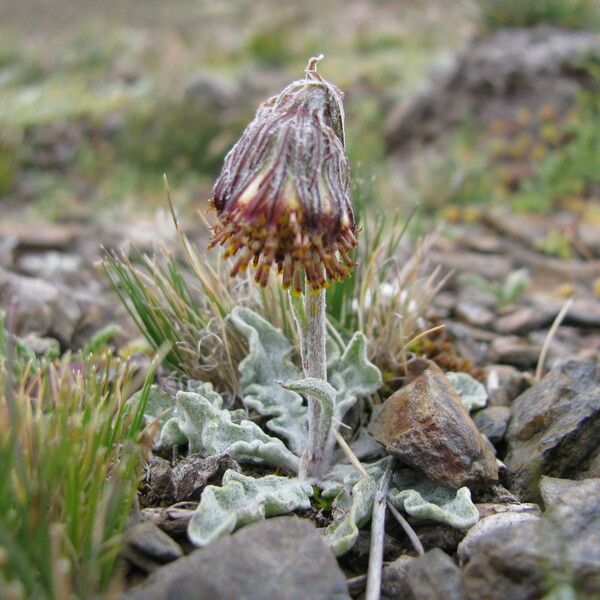 Senecio Modestus Plant Care & How to Grow, Water