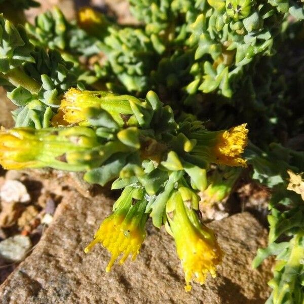 Senecio Nutans Plant Care & How to Grow, Water