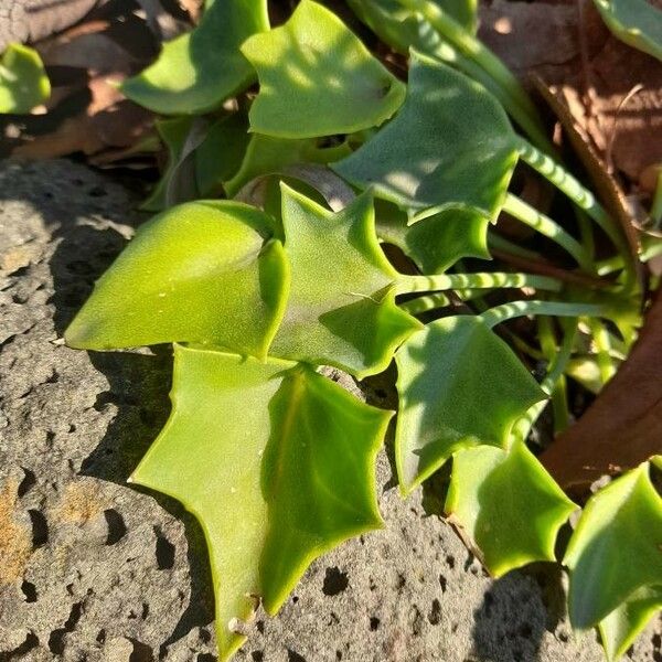 False Nasturtium (Senecio Oxyriifolius) Plant Care & How to Grow, Water