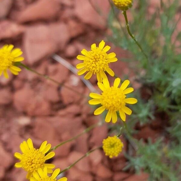 Senecio Pinnatus Care Guide: Water, Soil & Propagation - Plantiary