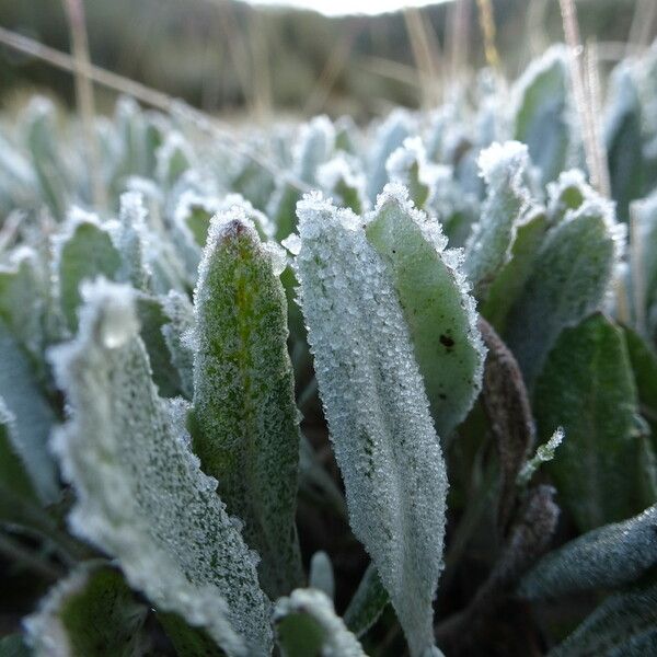 Senecio Procumbens Plant Care & How to Grow, Water