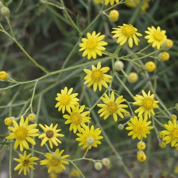 African Daisy (Senecio Pterophorus) Plant Care & How to Grow, Water