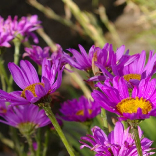 Argentine Chamanti (Senecio Pulcher) Plant Care & How to Grow, Water