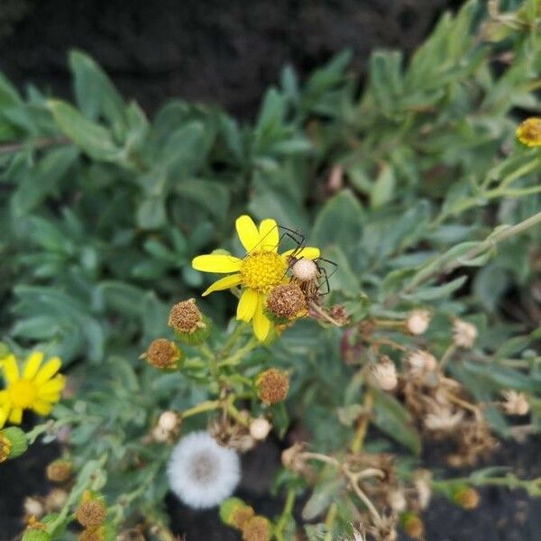 Tournefort's Ragwort (Senecio Pyrenaicus) Plant Care & How to Grow, Water