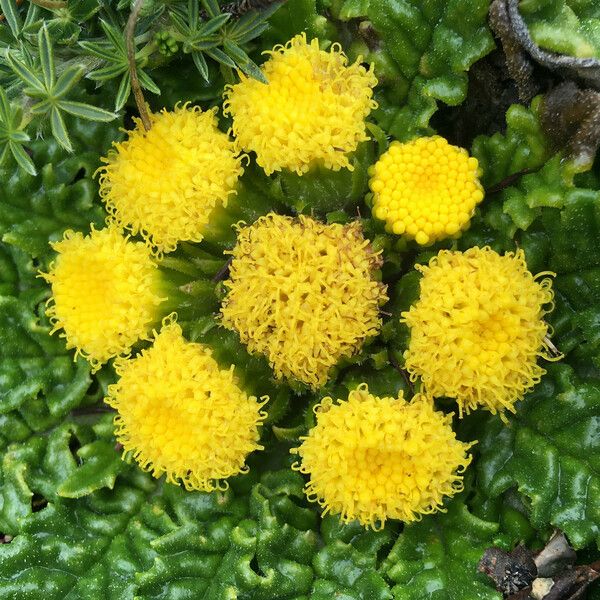 Senecio Rhizocephalus Care Guide: Water, Soil & Propagation - Plantiary