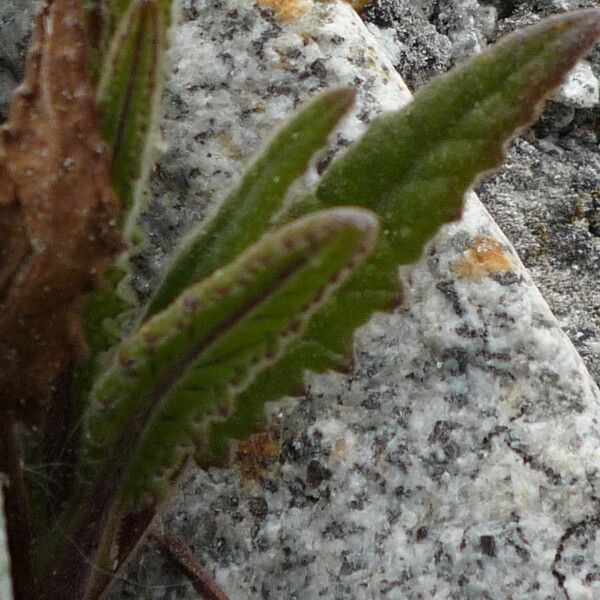 Senecio Rhizomatus Care Guide: Water, Soil & Propagation - Plantiary