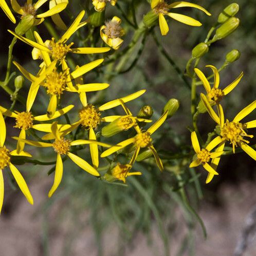 Riddell's Groundsel (Senecio Riddellii) Plant Care & How to Grow, Water